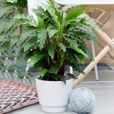 Calathea Blue Grass - Vibrant Foliage, Indoor Houseplant (12cm, 30-40cm)