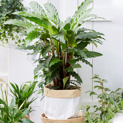 Calathea Blue Grass - Vibrant Foliage, Indoor Houseplant (12cm, 30-40cm)