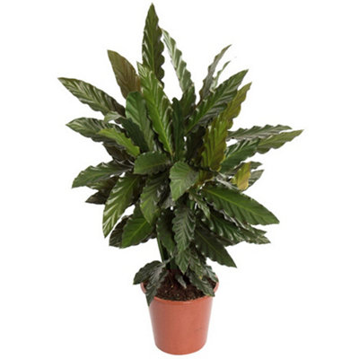 Calathea Blue Grass - Vibrant Foliage, Indoor Houseplant (12cm, 30-40cm)