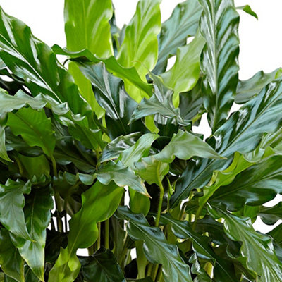 Calathea Blue Grass - Vibrant Foliage, Indoor Houseplant (12cm, 30-40cm)
