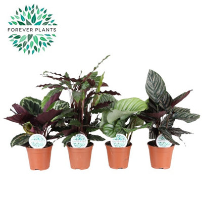 Calathea Mixed, 14cm Pot Size, 45cm Tall, Prayerplant, Indoor Houseplant