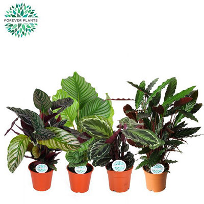 Calathea Mixed, 17cm Pot Size, 55cm Tall, Prayer plant, Indoor Houseplant