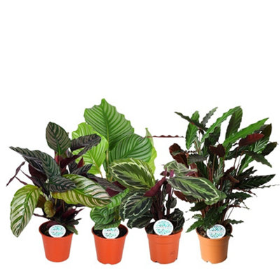 Calathea Mixed, 17cm Pot Size, 55cm Tall, Prayer plant, Indoor Houseplant