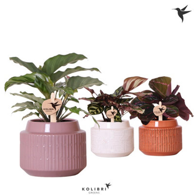 Calathea Mixed Ceramic Maze, 9cm Pot Size, 24cm Tall, Prayer Plant ...