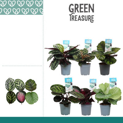 Calathea Mixed Exclusief, 12cm Pot Size, 35cm Tall, Exclusive Calathea ...