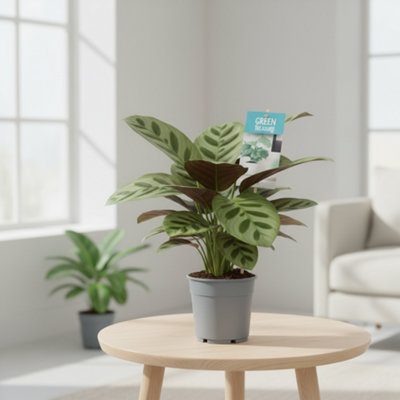 Calathea Mixed Exclusief Pot size 12 Cm Height 35 Indoor Houseplant