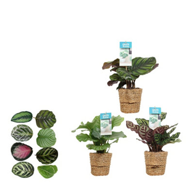 Calathea Mixed Mand Ruby, 12cm Pot Size, 35cm Tall, Prayer plant ...