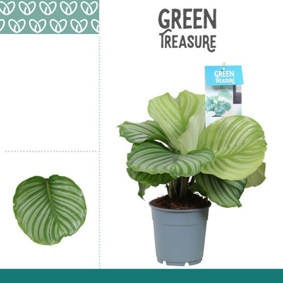 Calathea Orbifolia, 12cm Pot Size, 35cm Tall, Prayerplant, Indoor ...