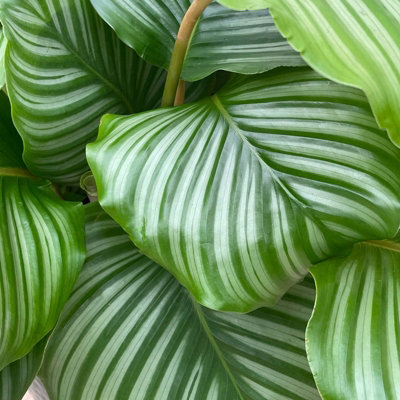 Calathea Orbifolia in 12cm Pot - 30-35cm in Height - Indoor Striped ...