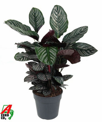 Calathea Ornata, 27cm Pot Size, 80cm Tall, Calibrachoa Café de Paris ...
