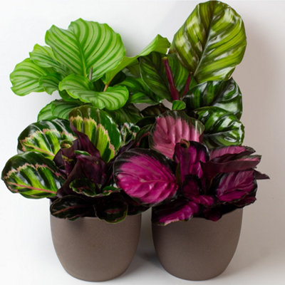 Calathea Plants Indoor - Mix of 4 Real House Plants in 13cm Growers ...