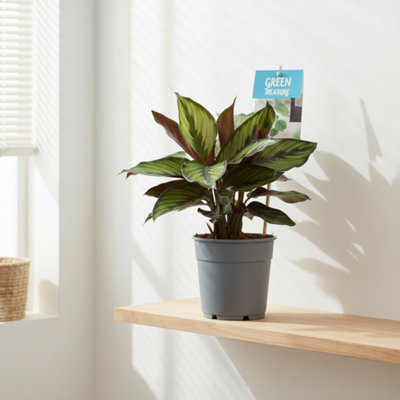 Calathea Princeps Pot size 12 Cm Height 35 Indoor Houseplant
