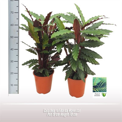 Calathea Ru Wavestar, 19cm Pot Size, 80cm Tall, Calibrachoa Dark Blue ...