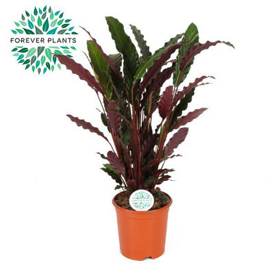 Calathea Rufibarba, 17cm Pot Size, 55cm Tall, Prayer plant, Indoor ...