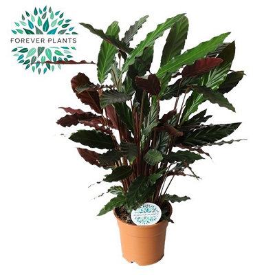 Calathea Rufibarba, 21cm Pot Size, 70cm Tall, Prayer plant, Indoor ...