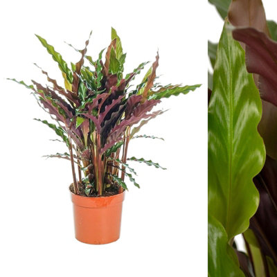 Calathea rufibarba Elgergrass in 12cm Pot - 40-50cm High inc Pot ...