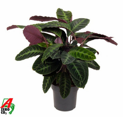 Calathea Warscewiczii, 27cm Pot Size, 80cm Tall, Goeppertia, Indoor ...