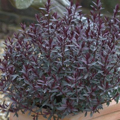 Caledonia Shrubby Veronica Outdoor Shrub Plant Veronica 2L Pot