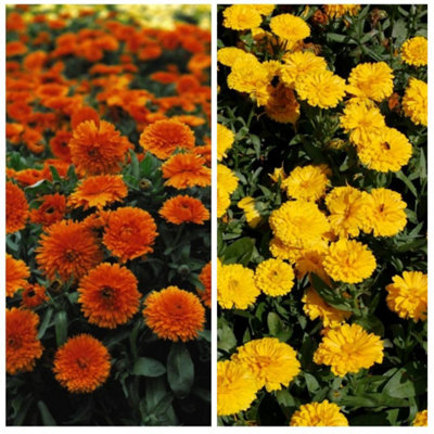 Calendula Candyman Duo 2 Seed Packets