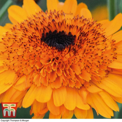 Calendula Crown Orange 1 Packet (50 Seeds)