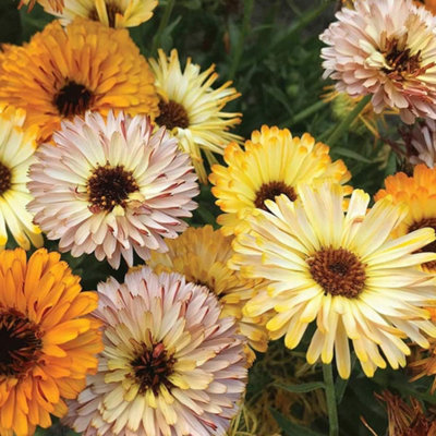 Calendula officinalis Playtime Mix 1 Seed Packet (75 Seeds) | DIY at B&Q