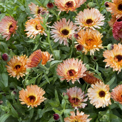 Calendula Orange Flash 1 Seed Packet (200 Seeds) | DIY at B&Q