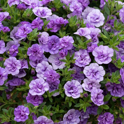 Calibrachoa 'Caberet Double Sky Blue' - Double Sky-Blue Million Bells ...