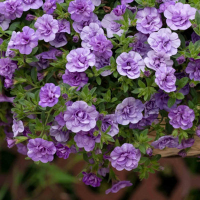 Calibrachoa 'Caberet Double Sky Blue' - Double Sky-Blue Million Bells ...