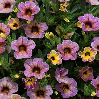 Calibrachoa Chameleon Blueberry Scone Flowering Bedding Plants 9cm Pot