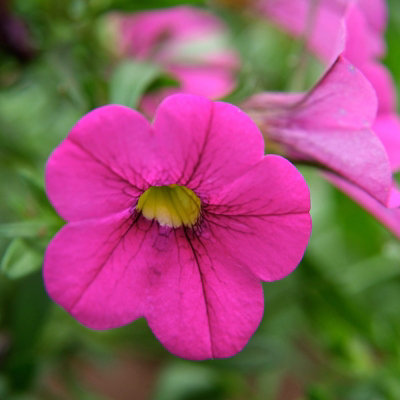 Calibrachoa Hot Pink Trailing Plant 1 x 9cm Pot - Million Bells Garden ...