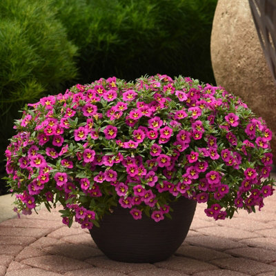 Calibrachoa Hot Pink Trailing Plant 2 x 9cm Pot - Million Bells Garden ...