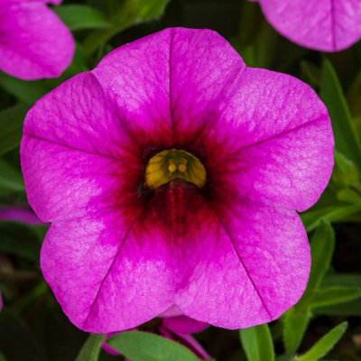 Calibrachoa Hot Pink Trailing Plant 2 x 9cm Pot - Million Bells Garden ...