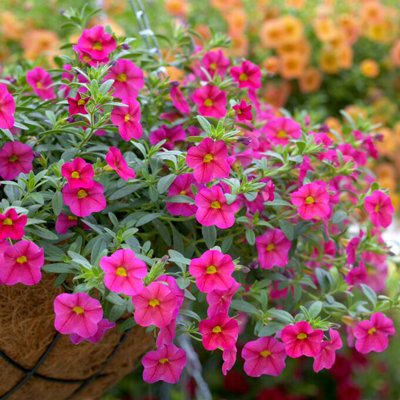 Calibrachoa Hot Pink Trailing Plant 2 x 9cm Pot - Million Bells Garden ...
