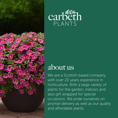 Calibrachoa Hot Pink Trailing Plant 2 x 9cm Pot - Million Bells Garden ...
