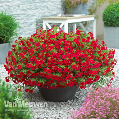 Shop Calibrachoa Million Bells 10 PostiPlug Plants (2 each Blue ...