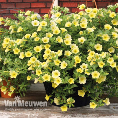 Shop Calibrachoa Million Bells 10 PostiPlug Plants (2 each Blue ...