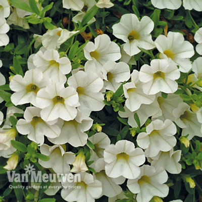 Shop Calibrachoa Million Bells 10 PostiPlug Plants (2 each Blue ...