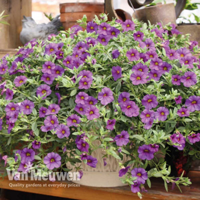 Shop Calibrachoa Million Bells 10 PostiPlug Plants (2 each Blue ...