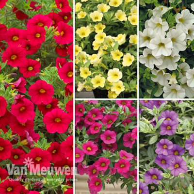 Calibrachoa Million Bells 5 PostiPlug Plants (Blue, Fuchsia Pink, Ice ...