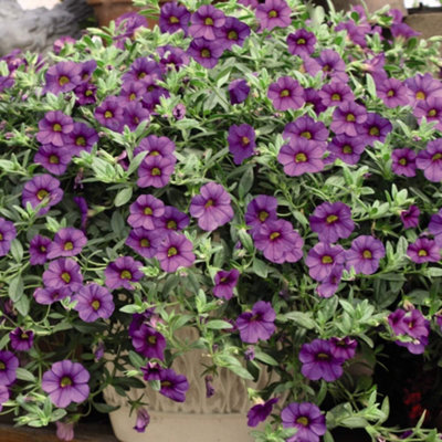 Calibrachoa Million Bells Blue 5 Plug Plants