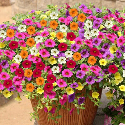 Calibrachoa Million Bells Collection plug x12