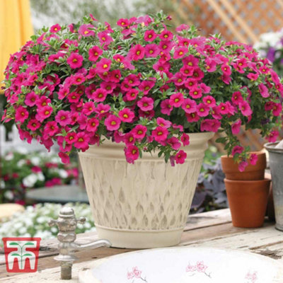 Calibrachoa Million Bells Pink 5 Plug Plants