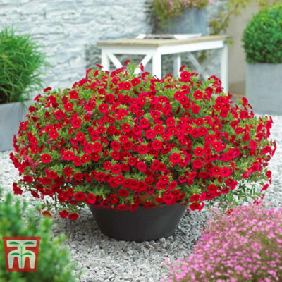 Calibrachoa Million Bells Red 5 Plug Plants