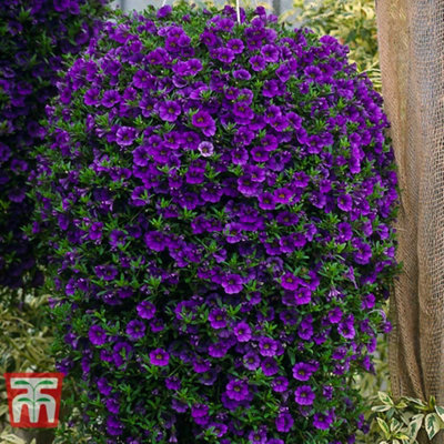 Calibrachoa Mini Petunia Million Bells Blue Plug Plant x 10