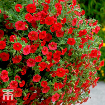 Calibrachoa Mini Petunia Million Bells Scarlet Red Plug Plant x 10