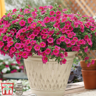 Calibrachoa Mini Petunia Million Bells Trailing Fuchsia Pink Plug Plant ...