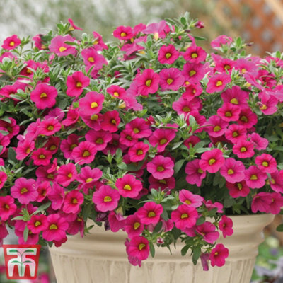 Calibrachoa Mini Petunia Million Bells Trailing Fuchsia Pink Plug Plant ...
