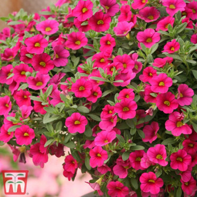 Calibrachoa Mini Petunia Million Bells Trailing Fuchsia Pink Plug Plant ...