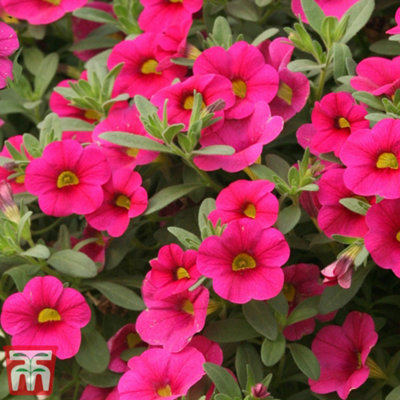Calibrachoa Mini Petunia Million Bells Trailing Fuchsia Pink Plug Plant ...