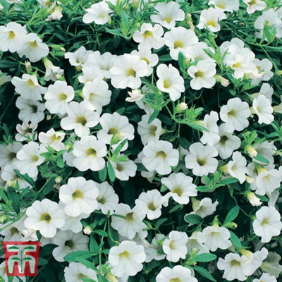 Calibrachoa Mini Petunia Million Bells Trailing Ice Plug Plant x 1